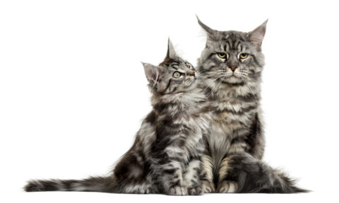 The Ultimate Guide to Maine Coon Mix Breeds