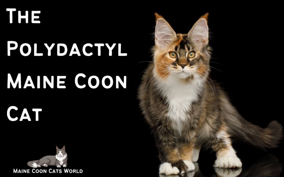 The Polydactyl Maine Coon Cat: The Feline with Extra Toes