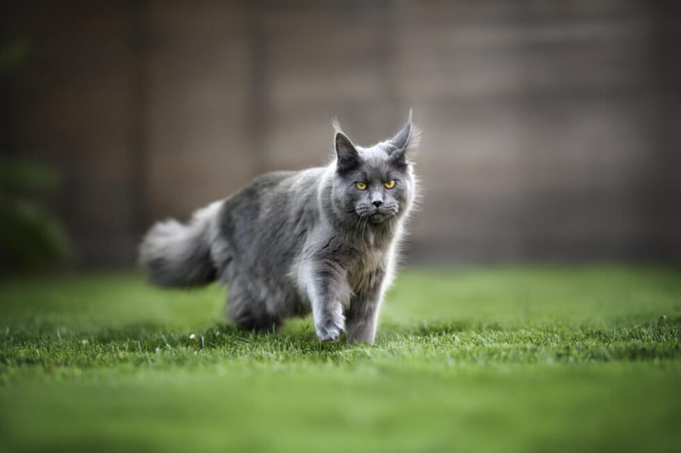 The Ultimate Guide to Blue Maine Coon Cats: Characteristics, Care, and More