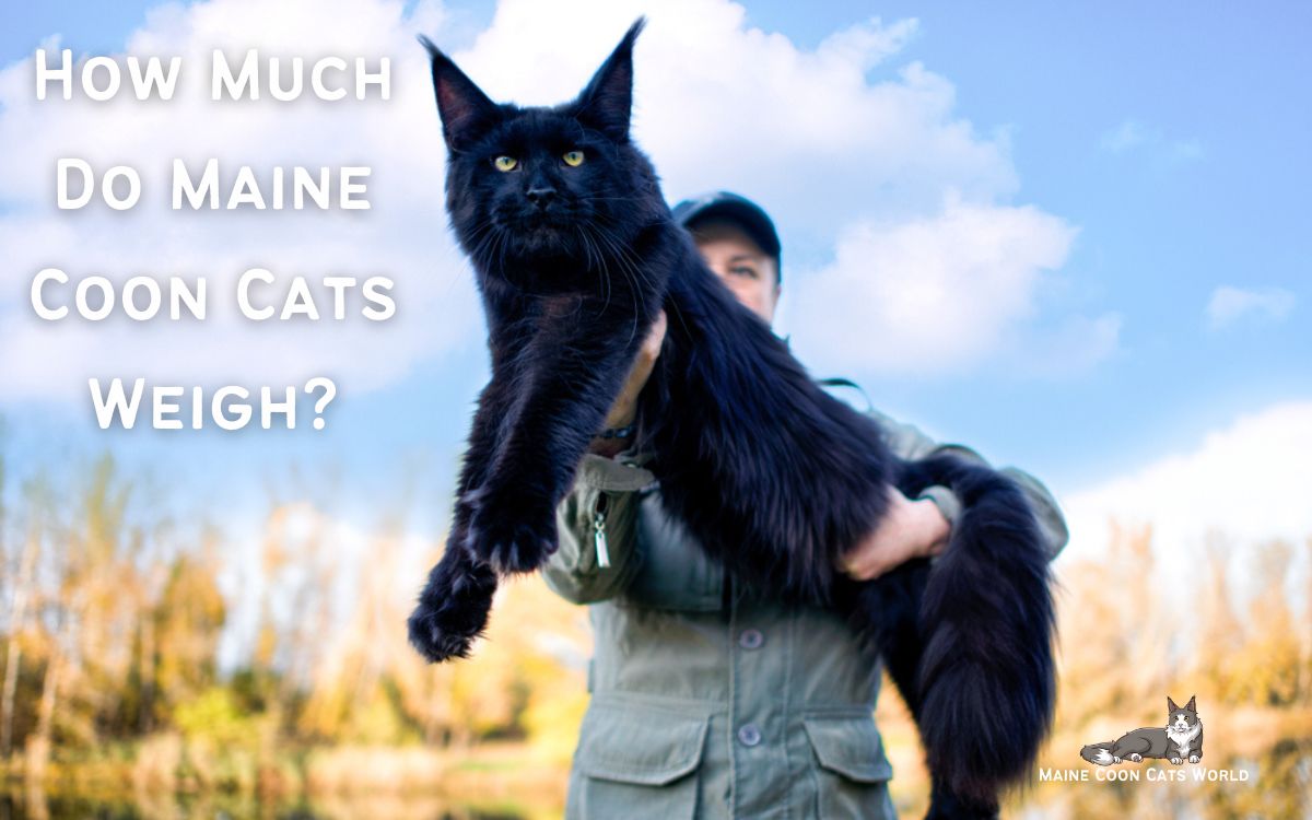 Maine Coon Cat Size Chart Maine Coon Cat Size Chart