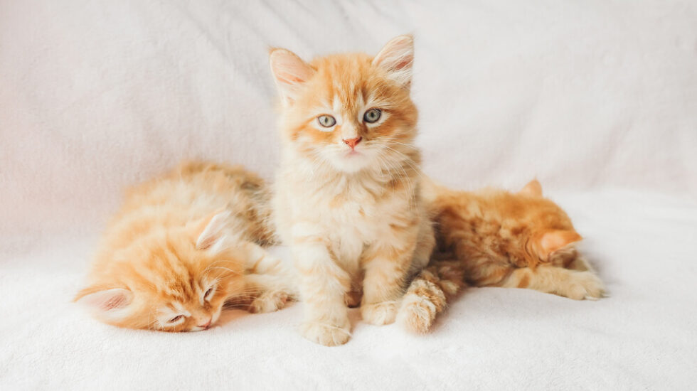 Orange Maine Coon: The Unique and Eye-Catching American Cat Breed