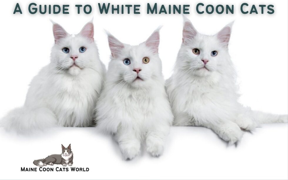 White Maine Coon Cats: Majestic and Friendly Giants | Breed Info