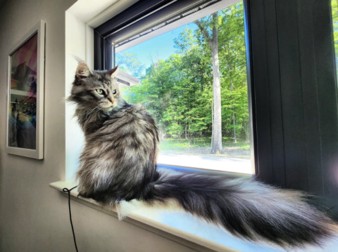 Maine Coon Tail: A Closer Look at the Longest Tail Among Cat Breeds