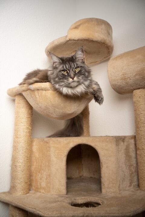 Best Cat Trees for Maine Coon Cats: Top Picks for Large Breeds