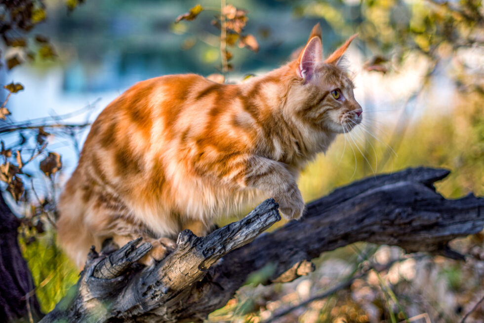 Maine Coon Summer vs Winter Coat: Understanding the Natural Changes in ...
