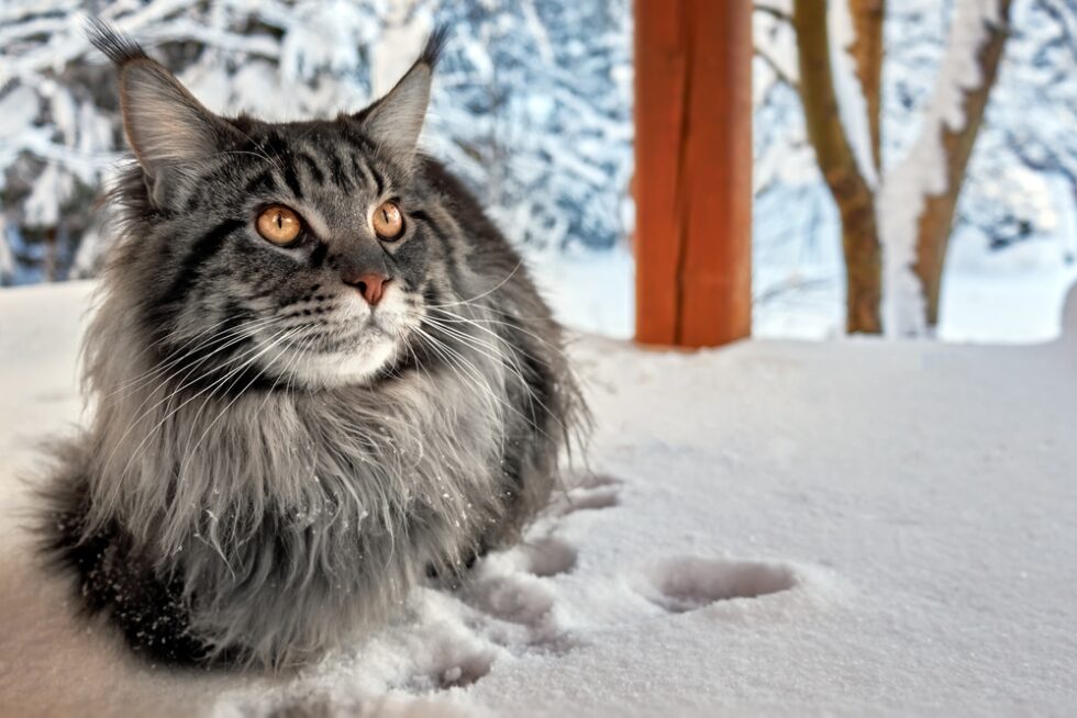 Maine Coon Summer vs Winter Coat: Understanding the Natural Changes in ...