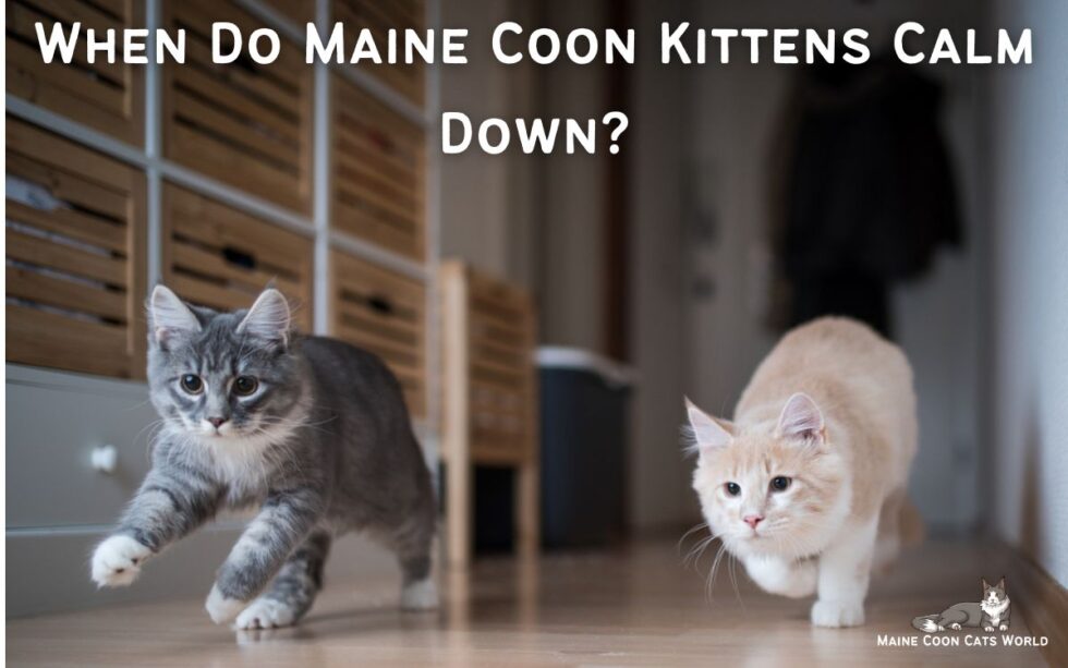When Do Maine Coon Kittens Calm Down? Tips for New Owners