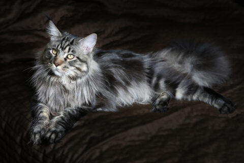 American vs European Maine Coon Cats: What Are the Differences?